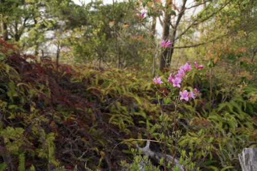 Bondarul geostaţionar | Fără buletin
